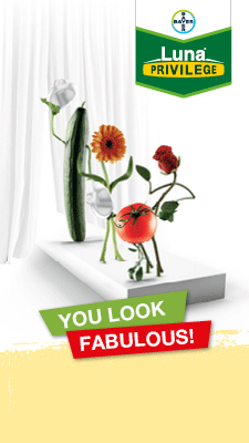 Dé website voor de Nederlandse groententeelt