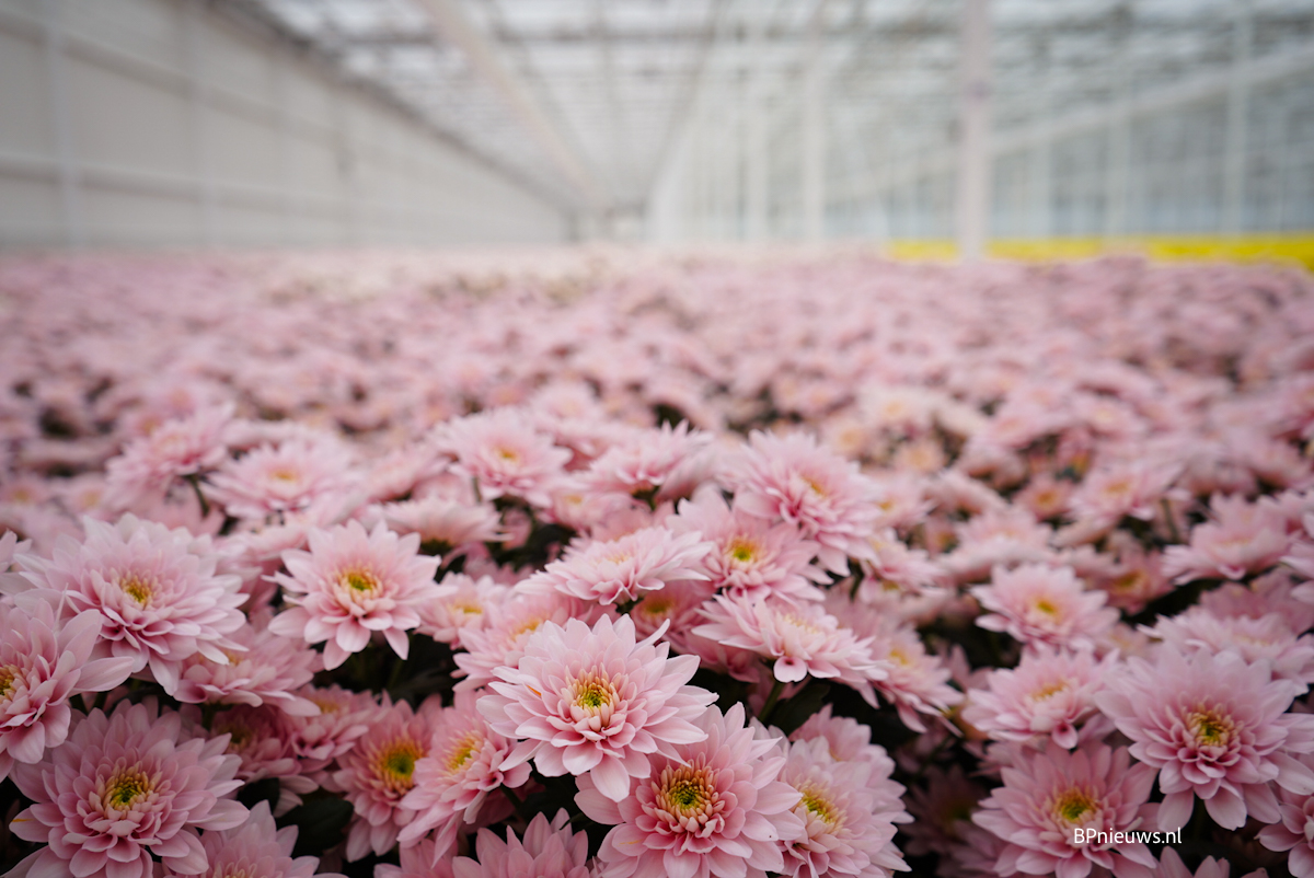 Tuinbouw toont lef met 100% Groen Geteeld