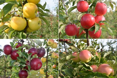 “Nieuwe appelrassen kunnen nieuwe markten openen”