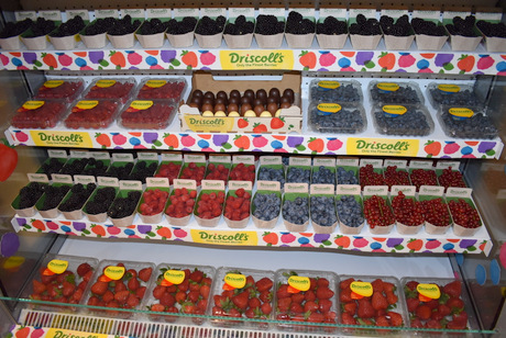 Aartsenfruit exclusieve partner in Benelux voor Driscoll's bessen in ...