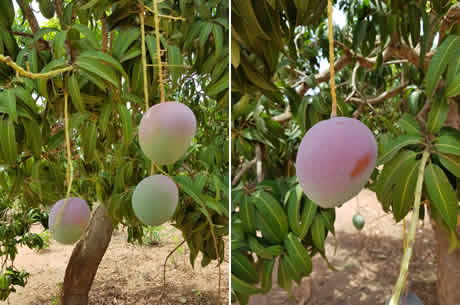 « Bon marché de la mangue pour ce début de saison ivoirienne
