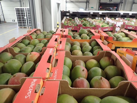 In Mali e Costa d'Avorio la stagione del mango e' terminata prima