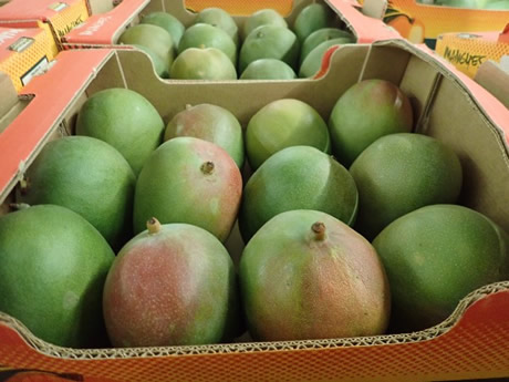 In Mali e Costa d'Avorio la stagione del mango e' terminata prima