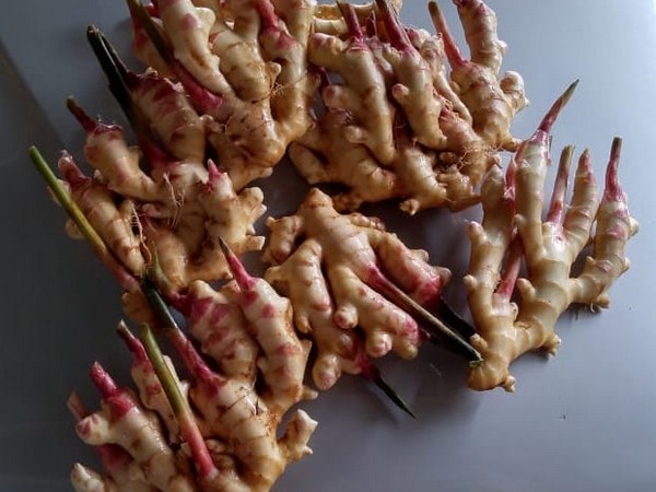 "Grote kansen voor export Braziliaanse gember"