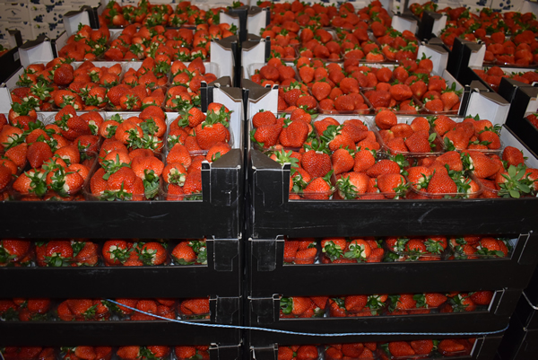Le prime fragole olandesi arrivano da Angus Soft Fruits Europe