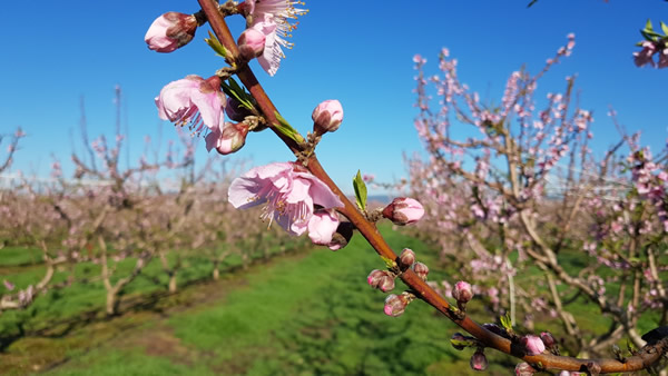"Steenfruit is en blijft een interessante categorie om in de zomer ...