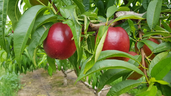 "Steenfruit is en blijft een interessante categorie om in de zomer ...