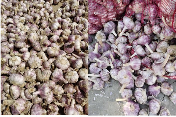 "Chinese knoflook uit bewaring blijft de Zuidoost-Aziatische markt ...