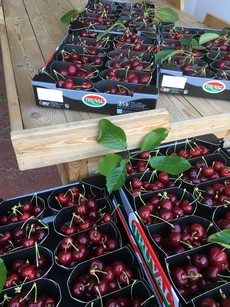 Belgische Fruitveiling veilt eerste kersen van het seizoen