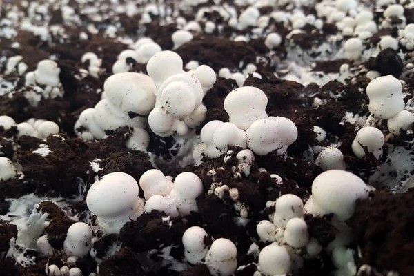 Poolse champignontelers weten hun hoofd boven water te houden