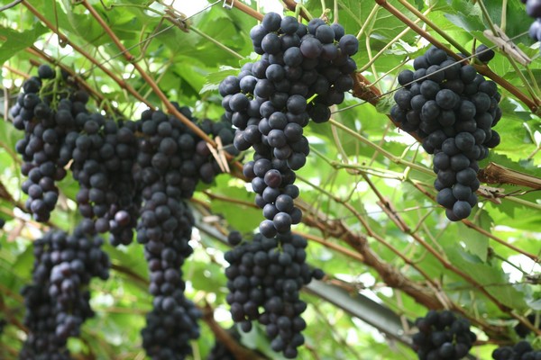 “Vraag naar Belgische druiven groter dan het aanbod”