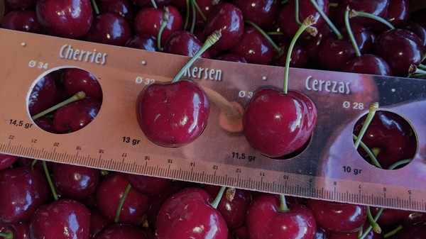 “De handel mag de Belgische kers wel wat meer in de kijker zetten”