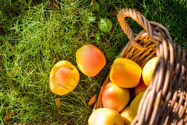 "Uiteindelijk willen we concurreren met merken als Pink Lady" - Oozo.nl