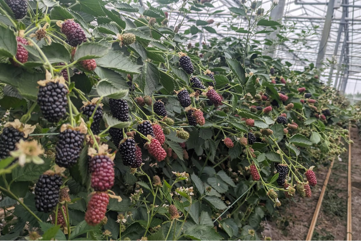 "Blackberries are available from mid-May to late November with ...