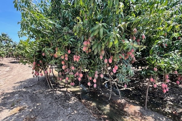 "El mercado del mango ha dado un giro en 10 días"