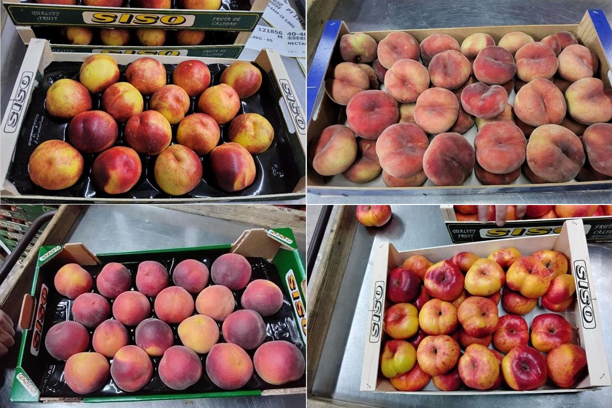 "Stone fruit market progresses well, with plums lagging behind"