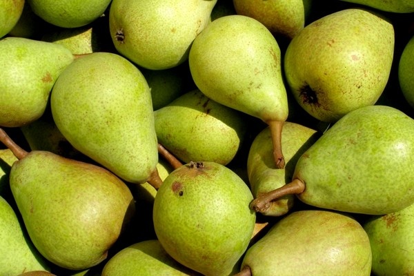 Ondanks topoogst blijven er zorgen over teelt appels en peren