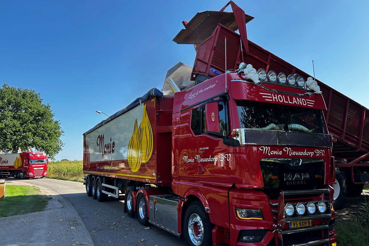 "如果洋葱出口保持强劲，年底供应过剩的情况可能不会太糟糕"