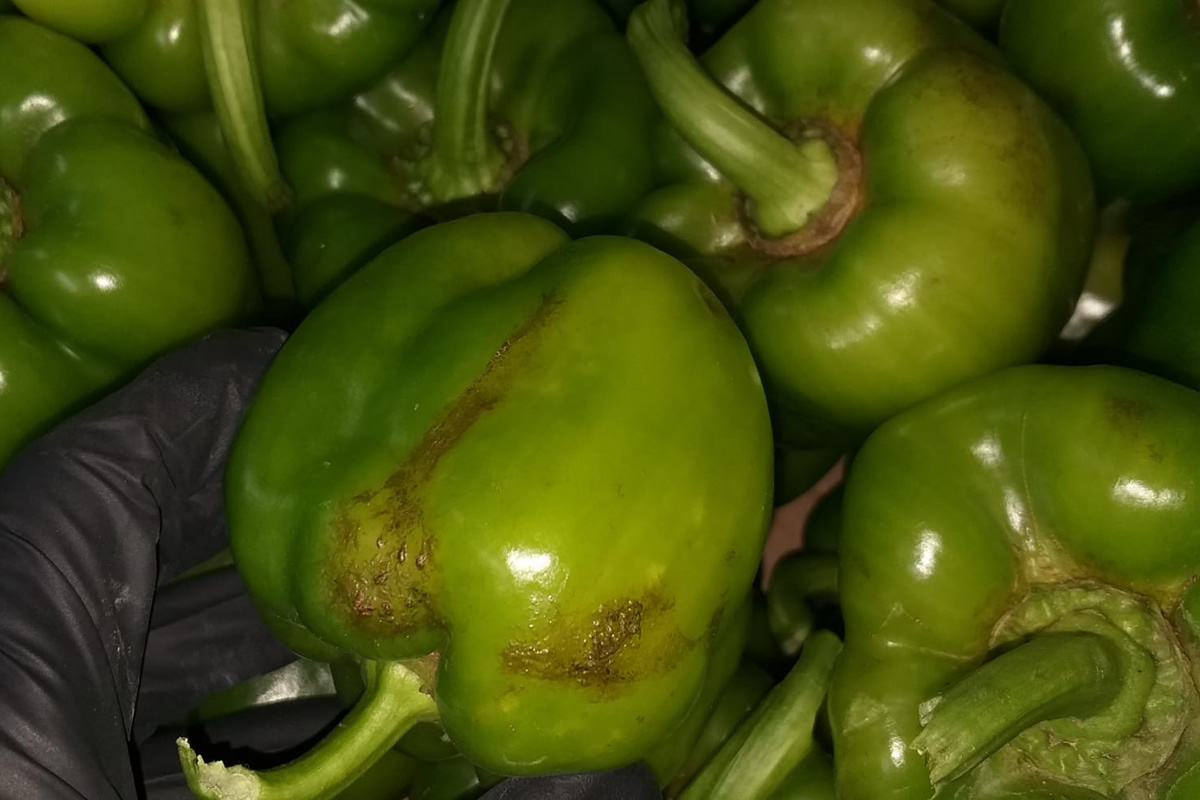 "Spanish pepper growers struggle with thrips Parvispinus"