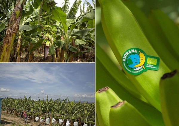 Nieuw bio-bananenmerk: Bionana