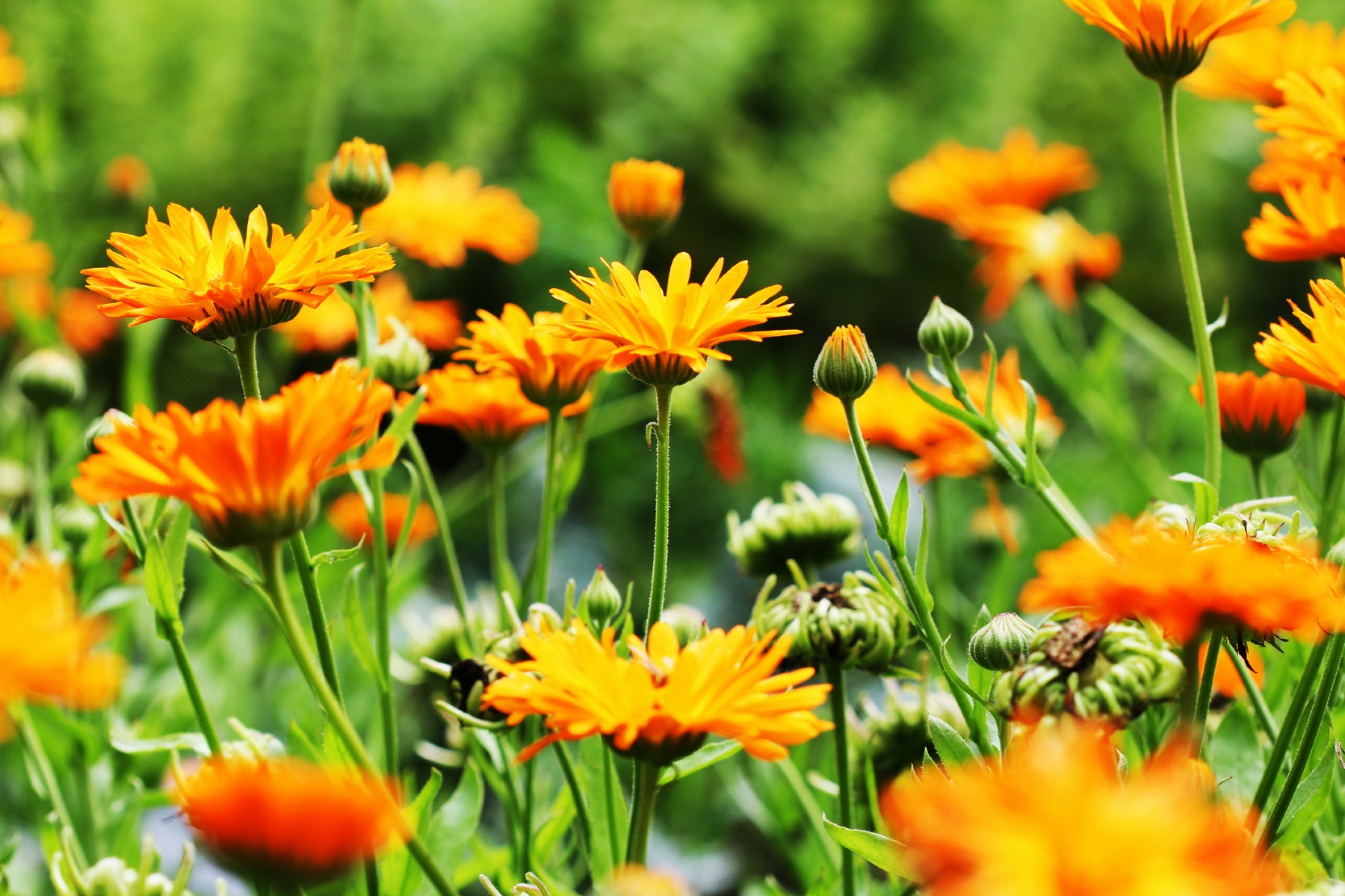 India: Tripura sees sharp rise in flower cultivation