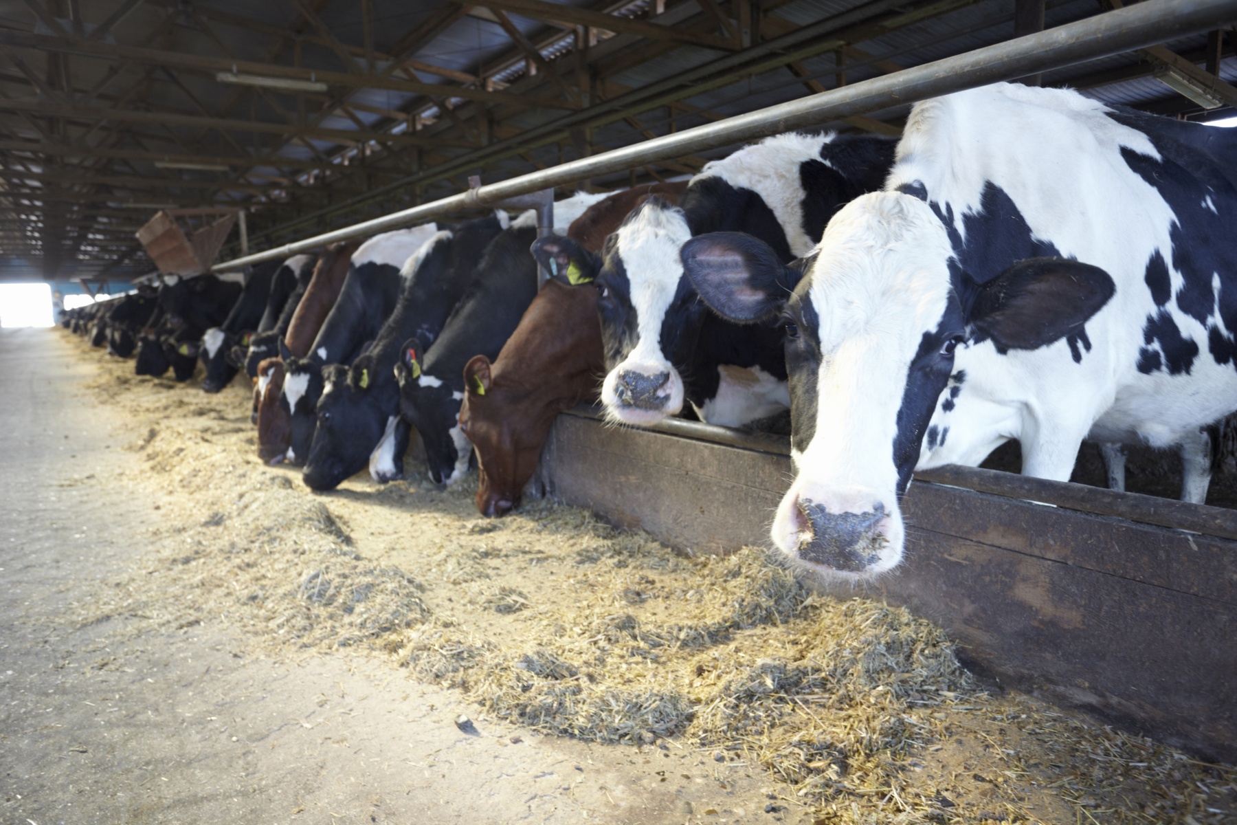 ABZ Diervoeding legt zich neer bij boete voor overschrijding voerproductie