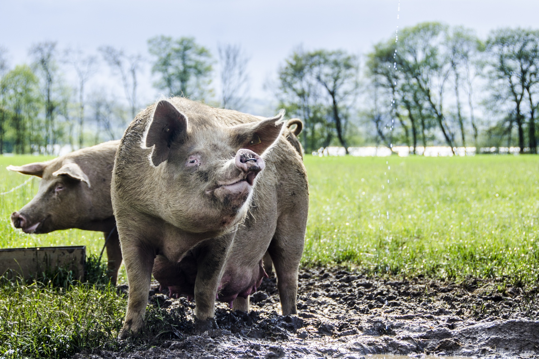 Biologische boer gebruikt geen gif en geeft varkens toegang tot modderpoel