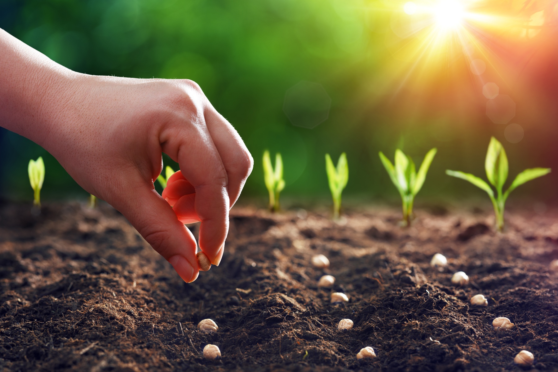 Proven Winners partners with Pure Line Seeds to offer vegetable plants