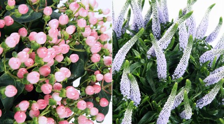 Florius to start flower farm in Colombia