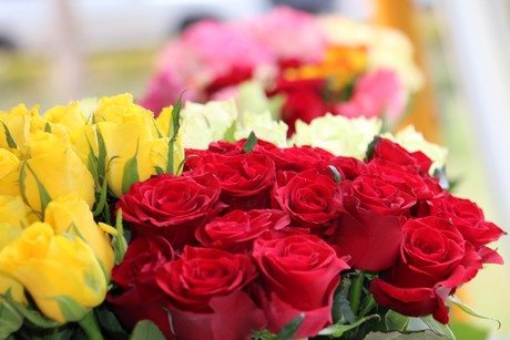 Rwandan flowers to get more markets through The Netherlands’ flora hub