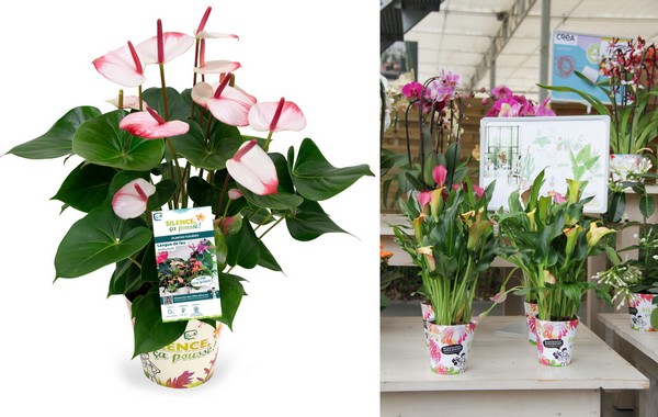 Floréac start verkoop kamerplanten onder Franse merk 'SILENCE, ça pousse!’