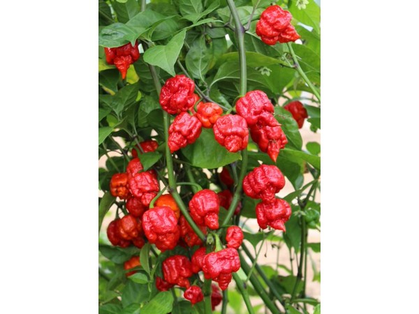 Voorproefje California Spring Trials 2020