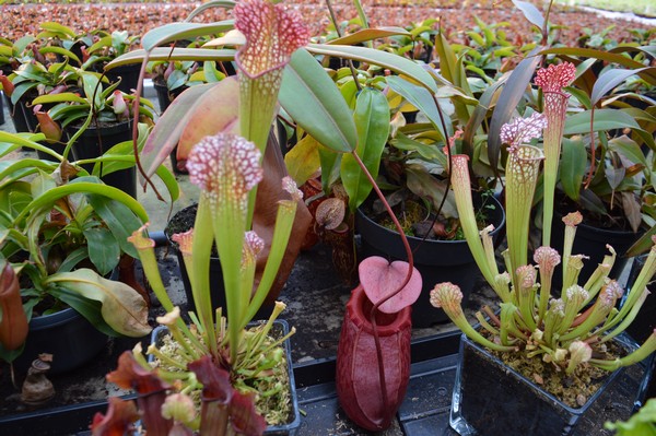 Carni Flora tilt teelt vleesetende planten naar hoger plan met ...