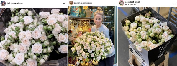 Sofie, de nieuwe trosroos van VOORN Spray Roses