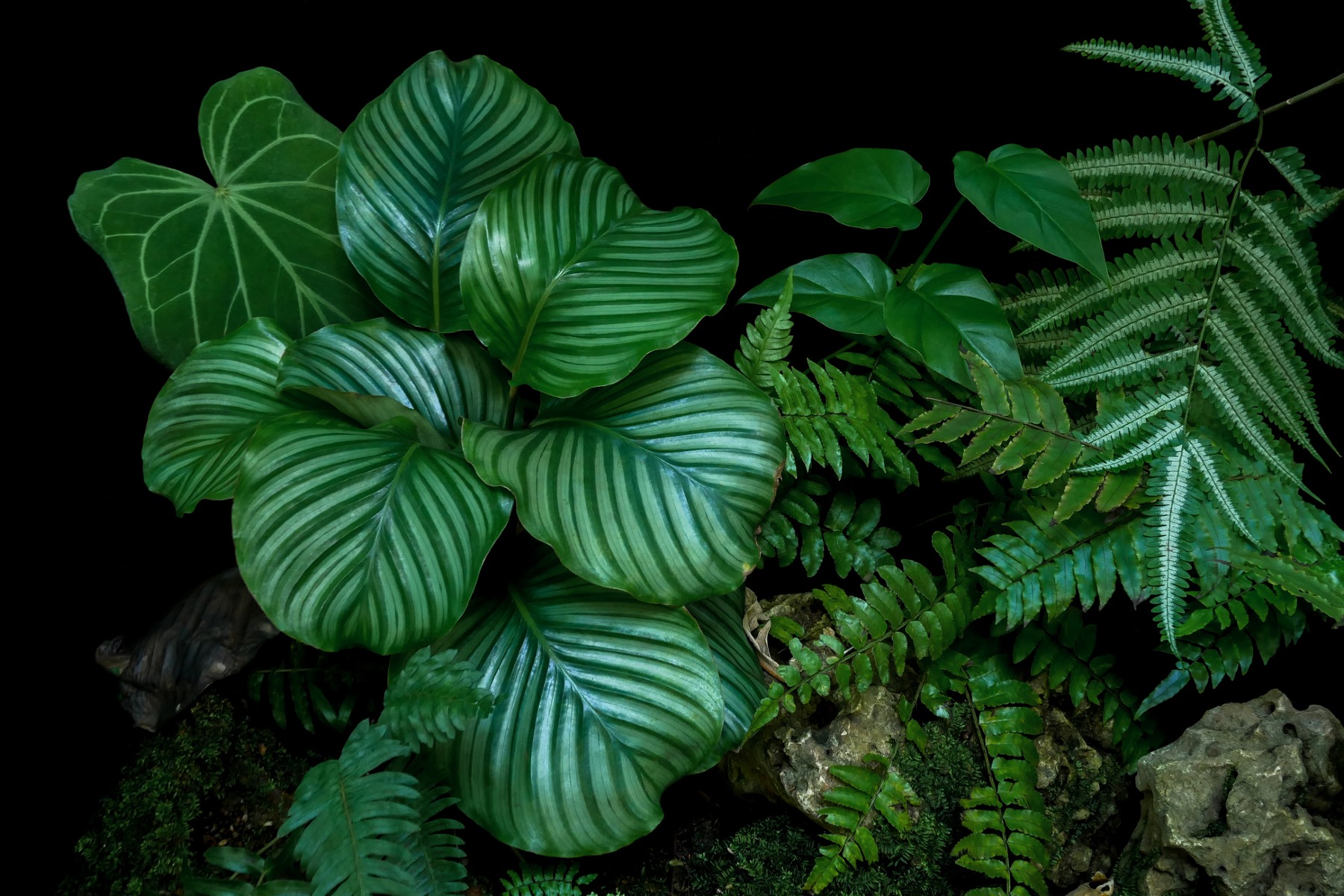 South American flatworm poses threat to plants