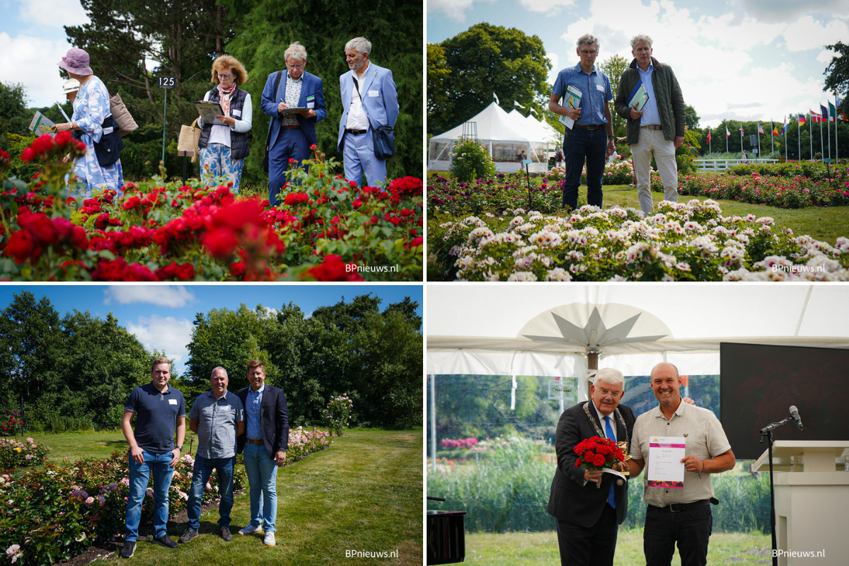 Spray rose Pepino wins the Golden Rose at International Rose Competition