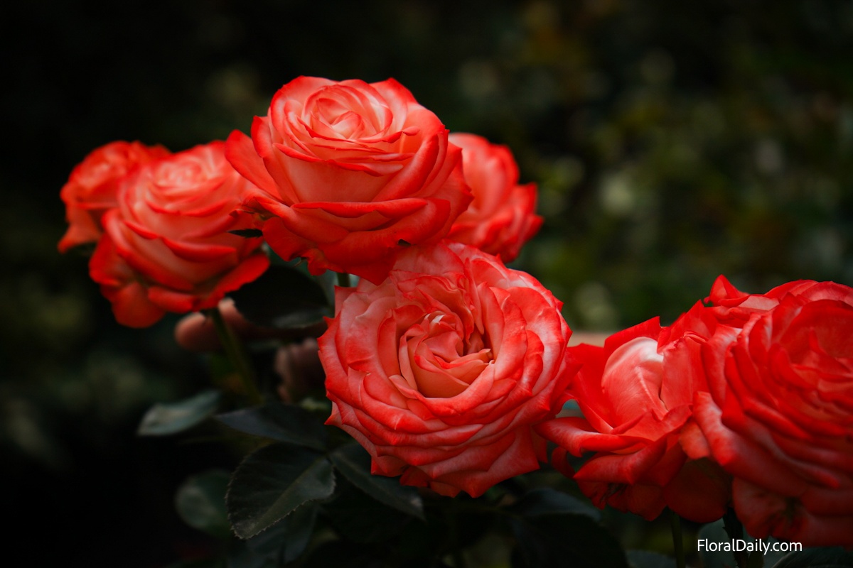India: New hybrid rose variety developed by Ngpur's "rose expert"