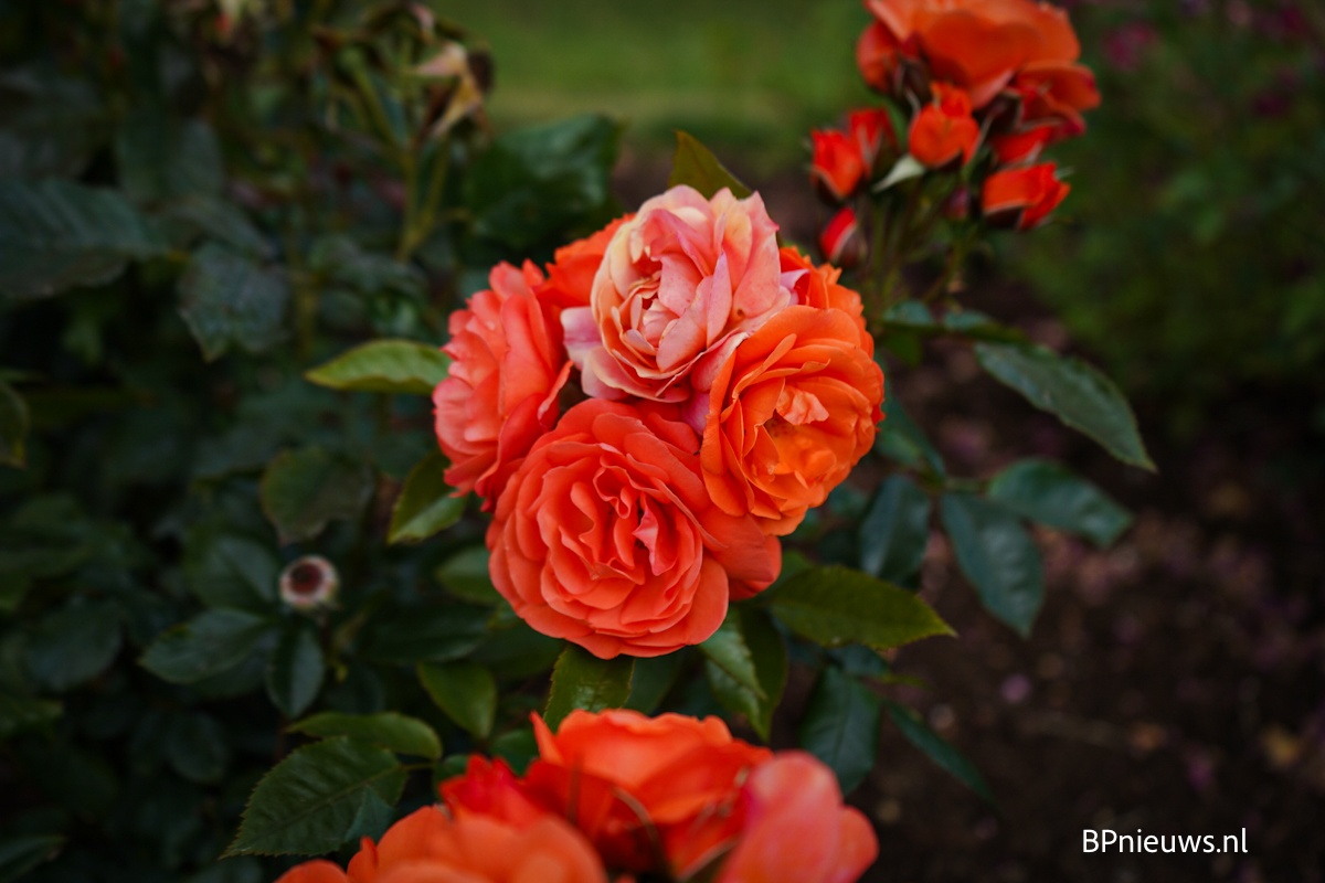 US (CA): Kennedy's Flowers featured in 2026 Rose Bowl Parade float