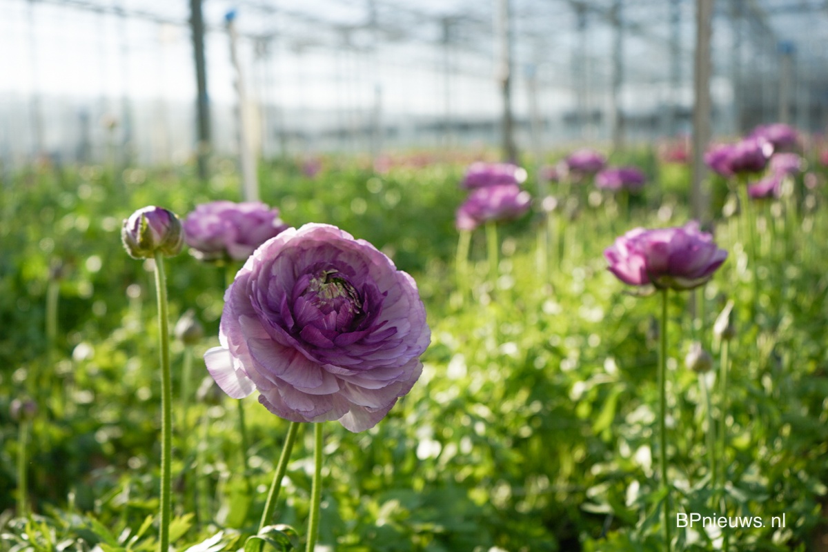 Yunnan leads China in floral exports for seventh year running