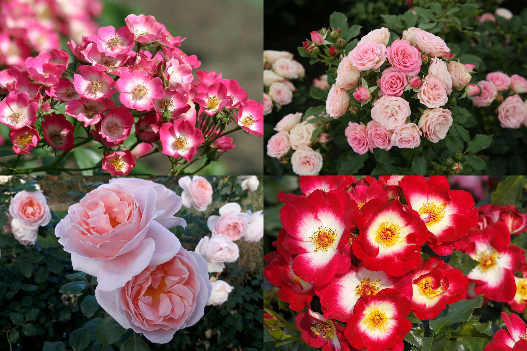 Fourteen outdoor roses receive the Excellence Roses designation