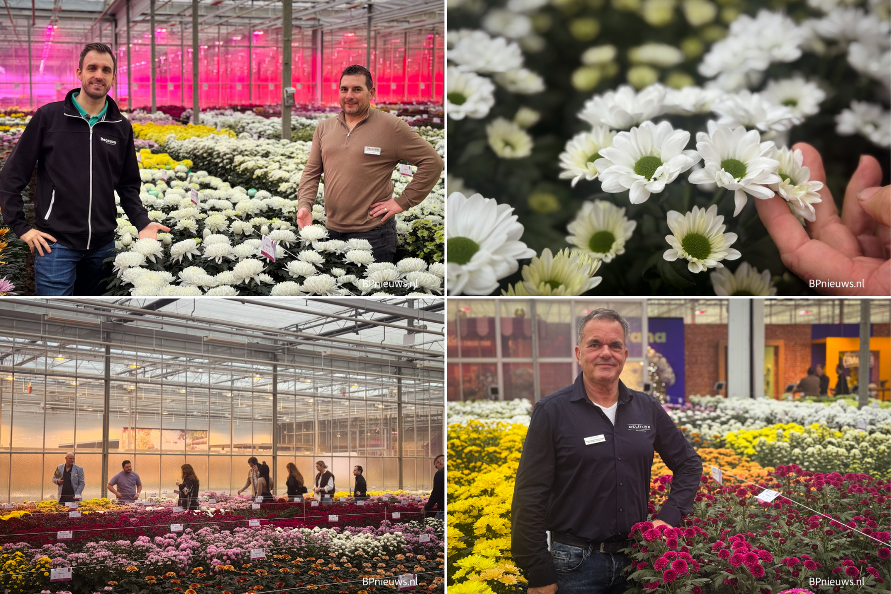 Chrysanthemum shopping at the Deli Flower Market