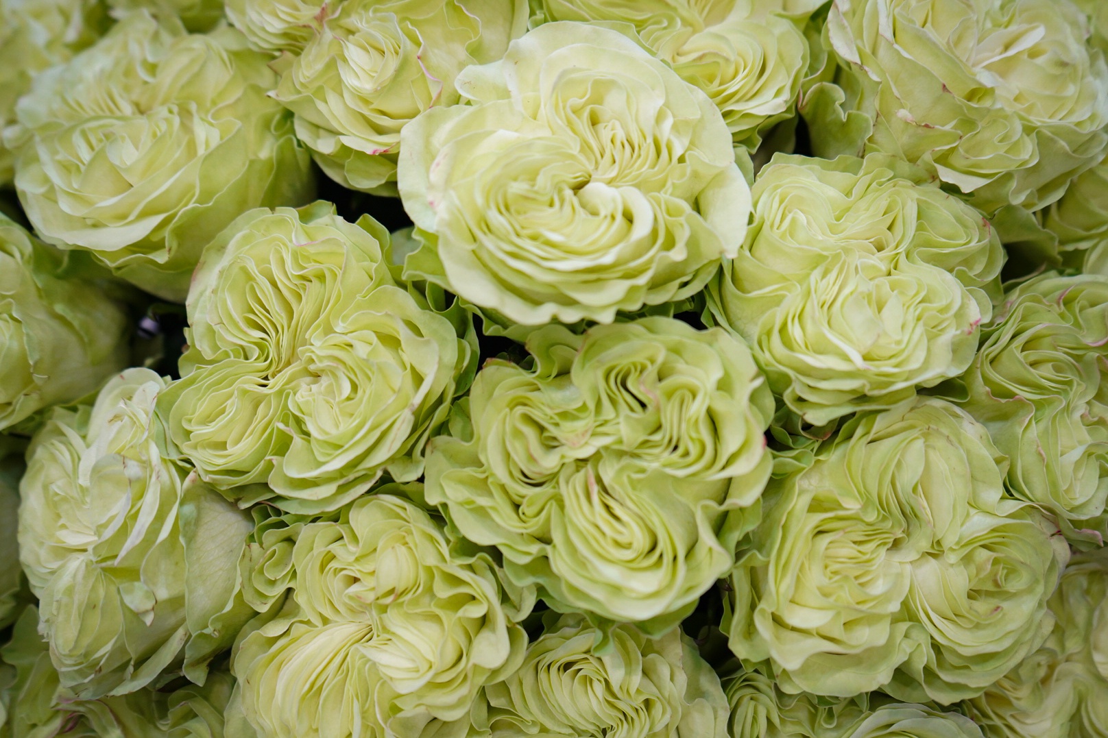 India’s rose market finds new bloom at home as exports wilt