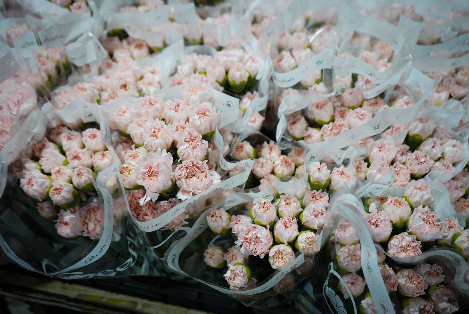Hamburg flower wholesaler with 129 years of history goes bankrupt