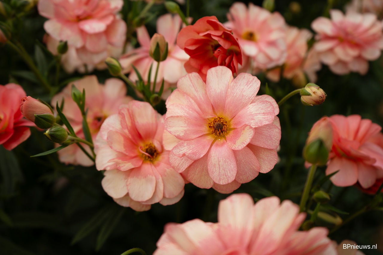 Lichte volumestijging bloemen en planten bij Royal FloraHolland