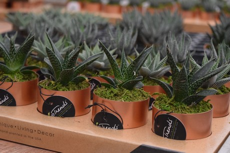 US (FL): "We grow fast, faster than our space allows us to"