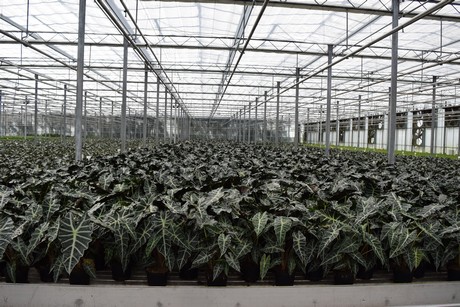 US (FL): "We grow fast, faster than our space allows us to"