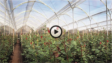 Video: Experience Ecuador's largest rose farm