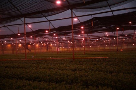 Uganda: Take a look inside a cuttings production location