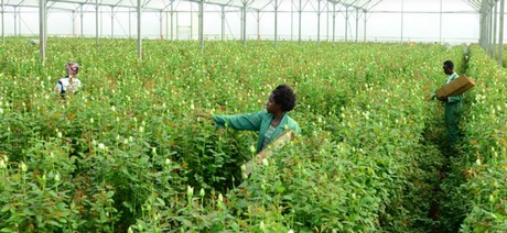 Rwanda’s enige rozenteeltbedrijf slaat zijn vleugels uit