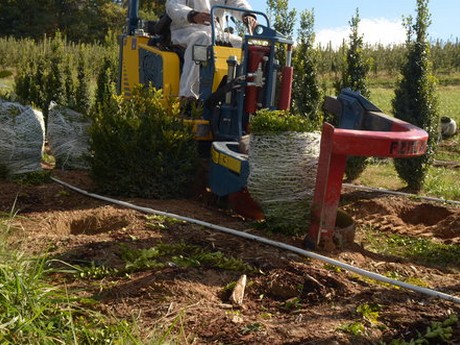 Tips and tricks for growing cleaner plants